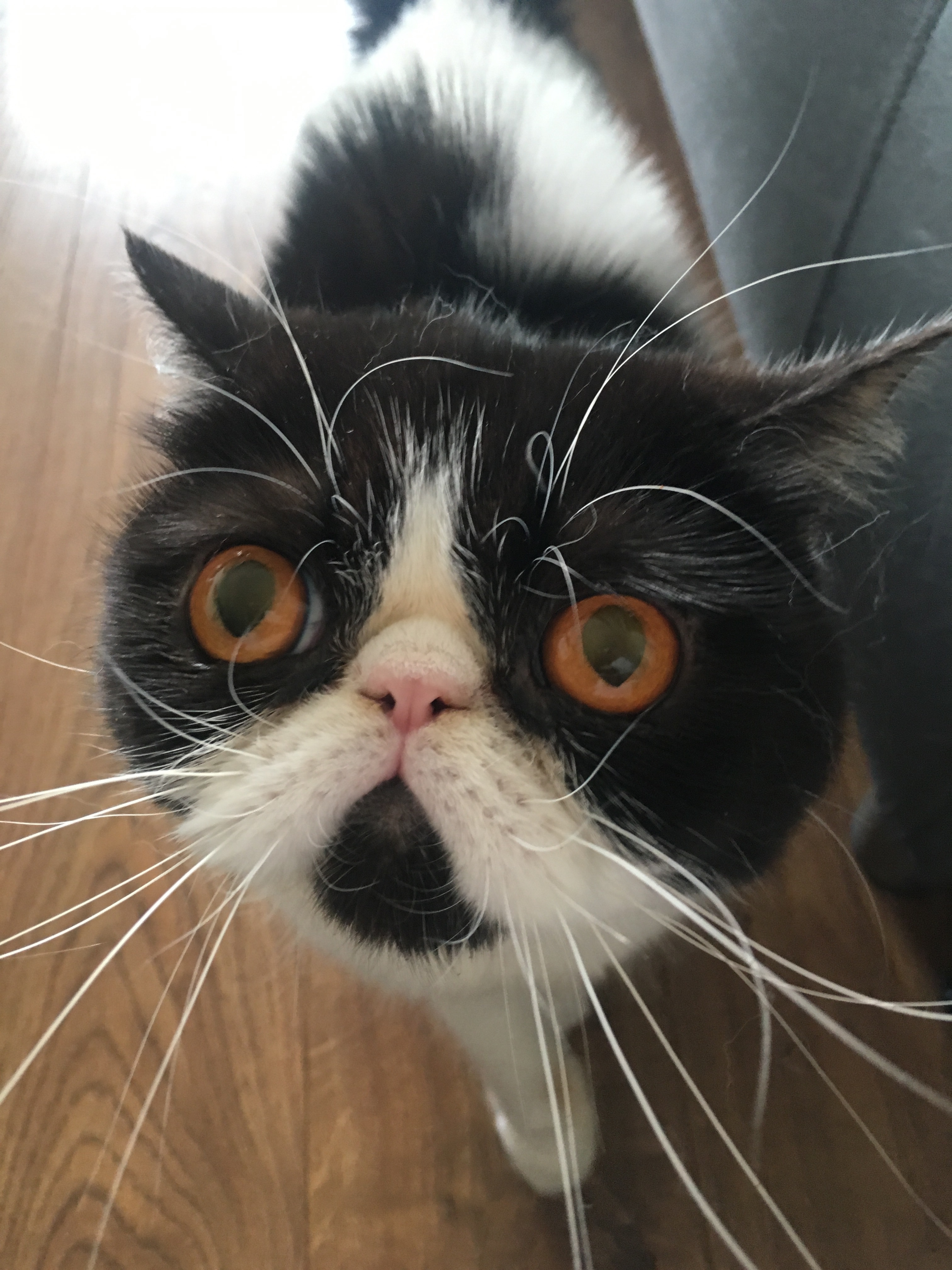 Cat Behaviour Questionnaire – Penaran Higgs BSc Psychology, PgDip CABC ...
